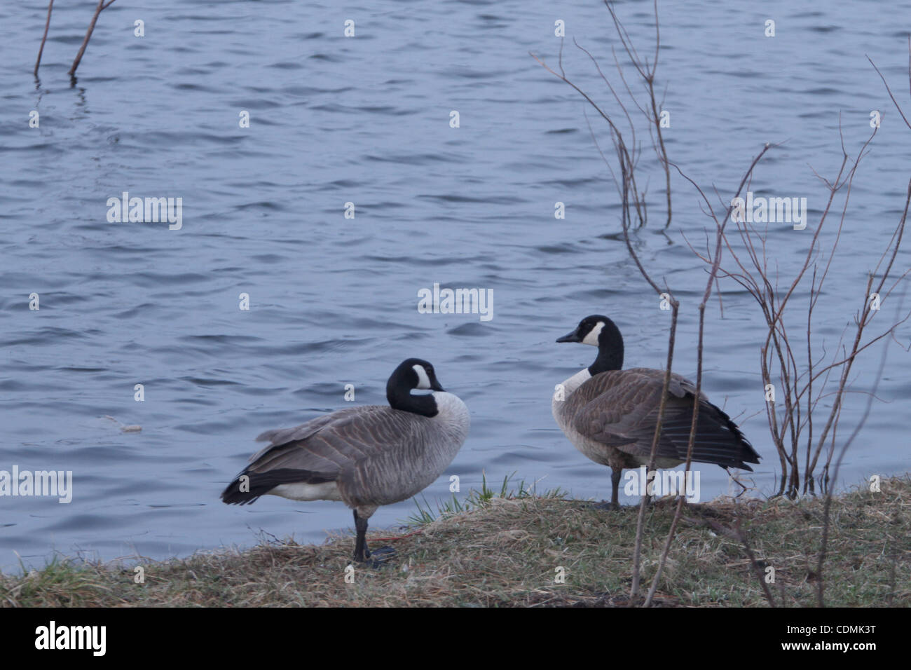 Canadian geese have made hi-res stock photography and images - Alamy