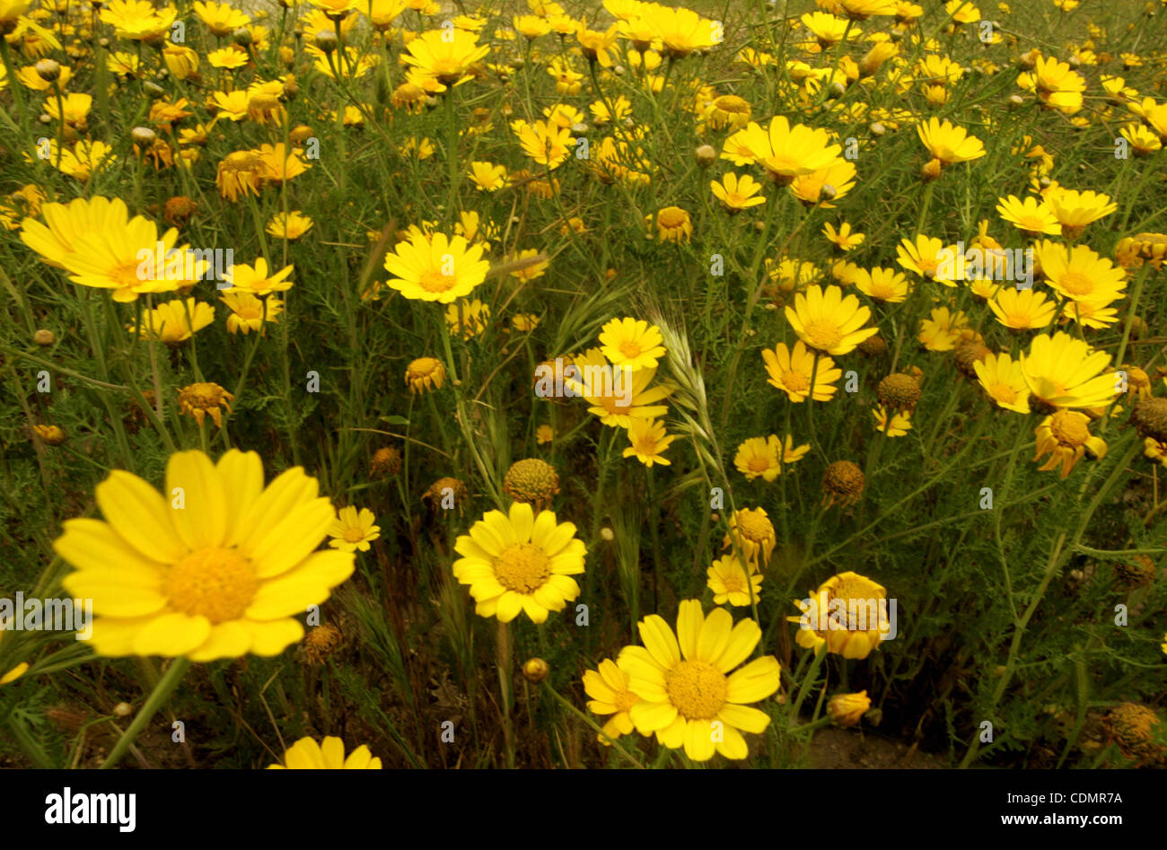 A flower is seen at a garden on April 13, 2011 in Rafah, southern Gaza ...