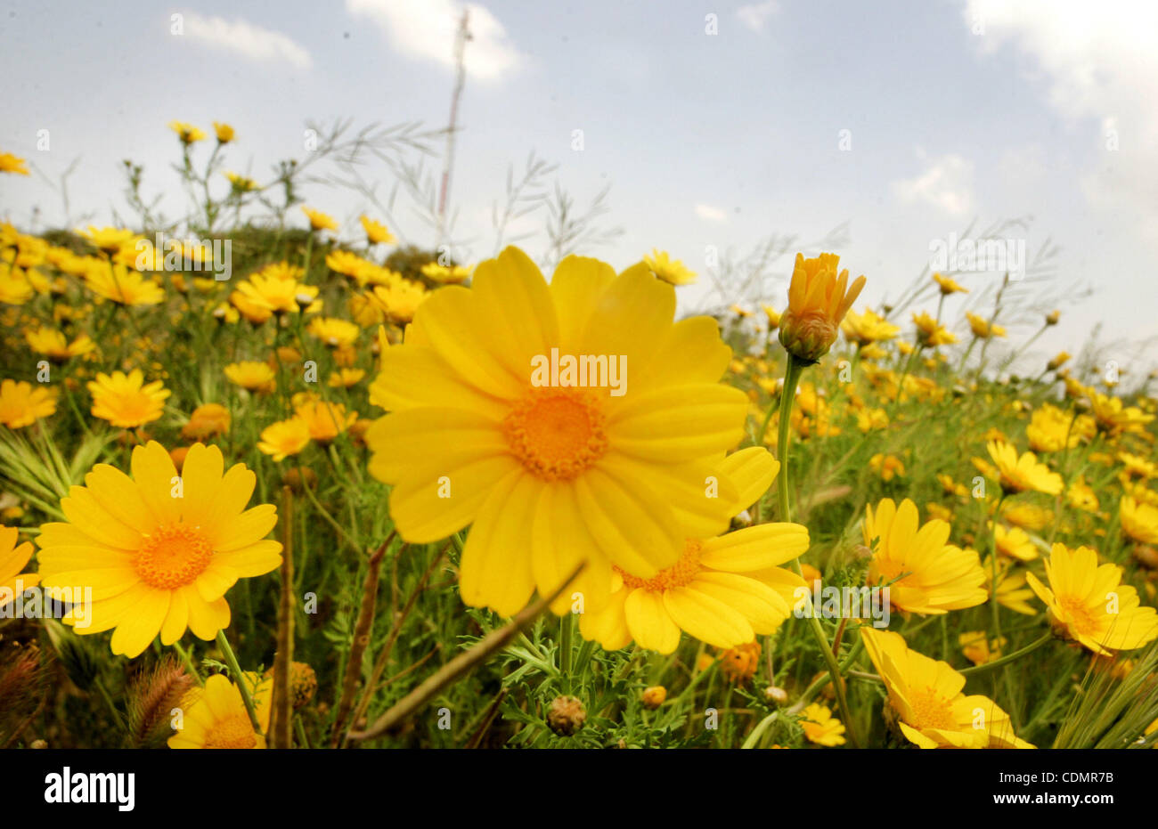 A flower is seen at a garden on April 13, 2011 in Rafah, southern Gaza ...