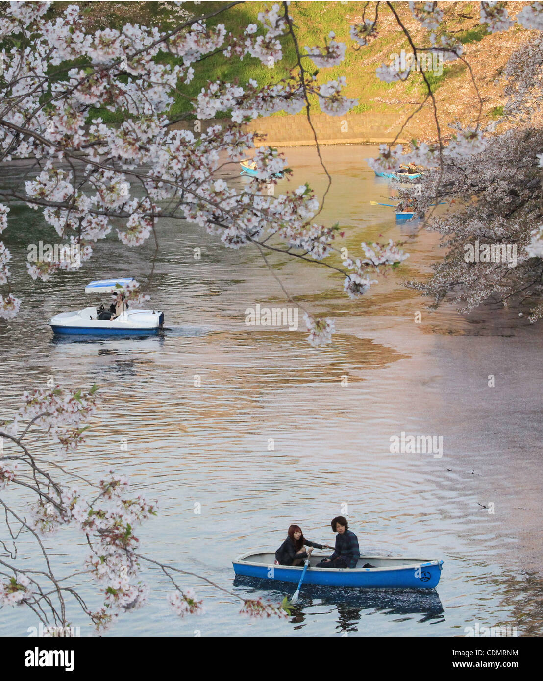 Apr. 13, 2011 - Tokyo, Japan - Cherry blossoms are in full bloom in ...