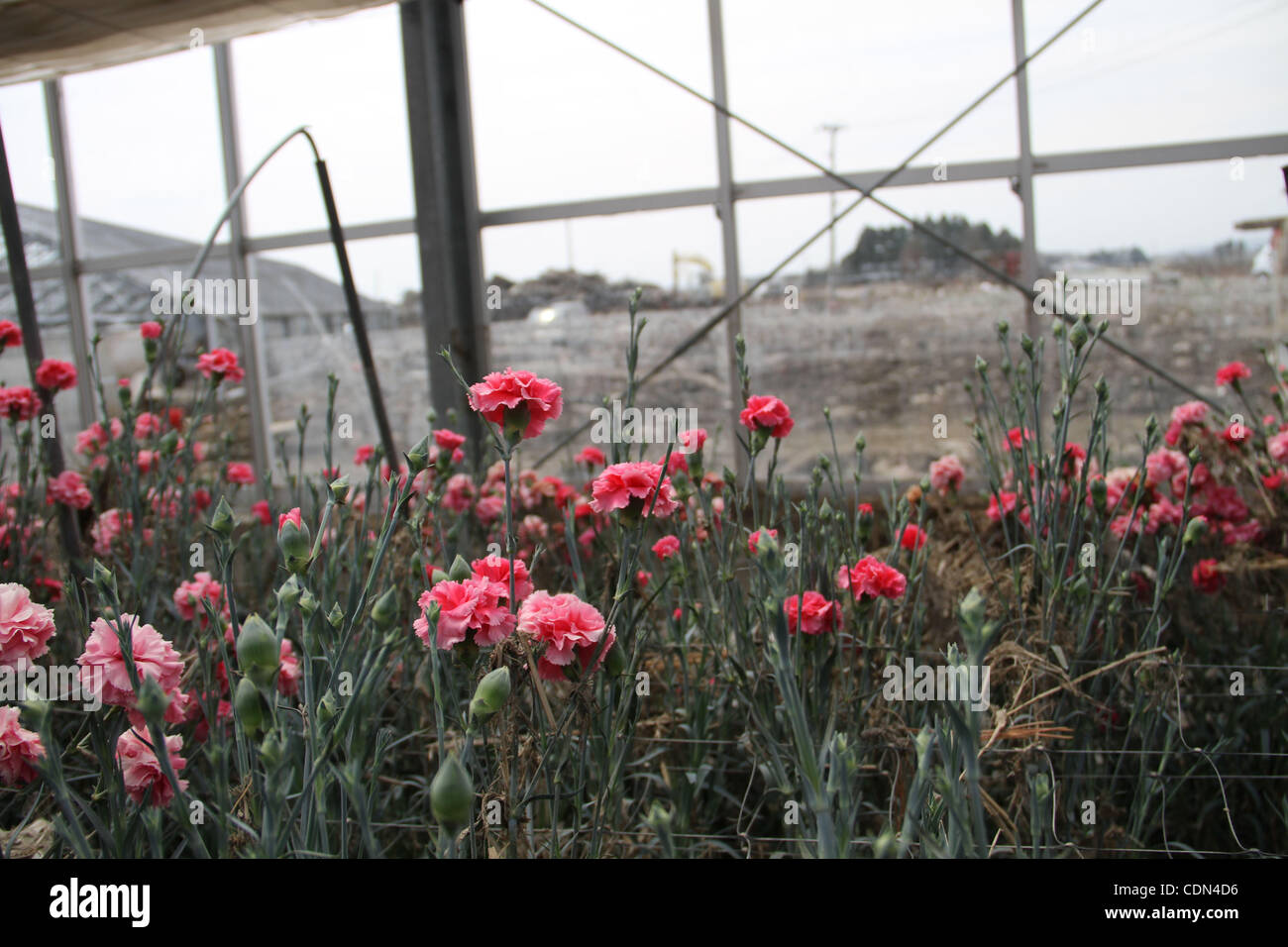 Natori japan tsunami hi-res stock photography and images - Alamy