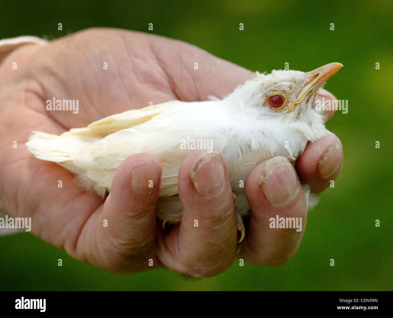 May 12, 2011 - Winchester, Kentucky, USA. A baby albino robin rested in ...