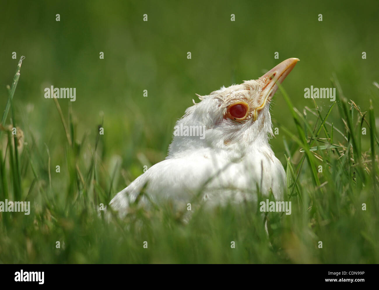 Albino robin hi-res stock photography and images - Alamy