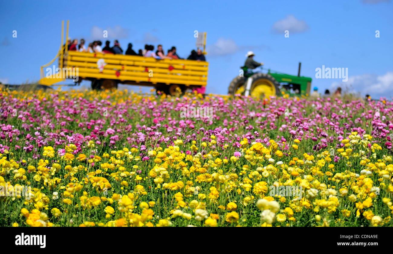 Visitors enjoy a tractor tour through blooming ranunculus flowers at ...
