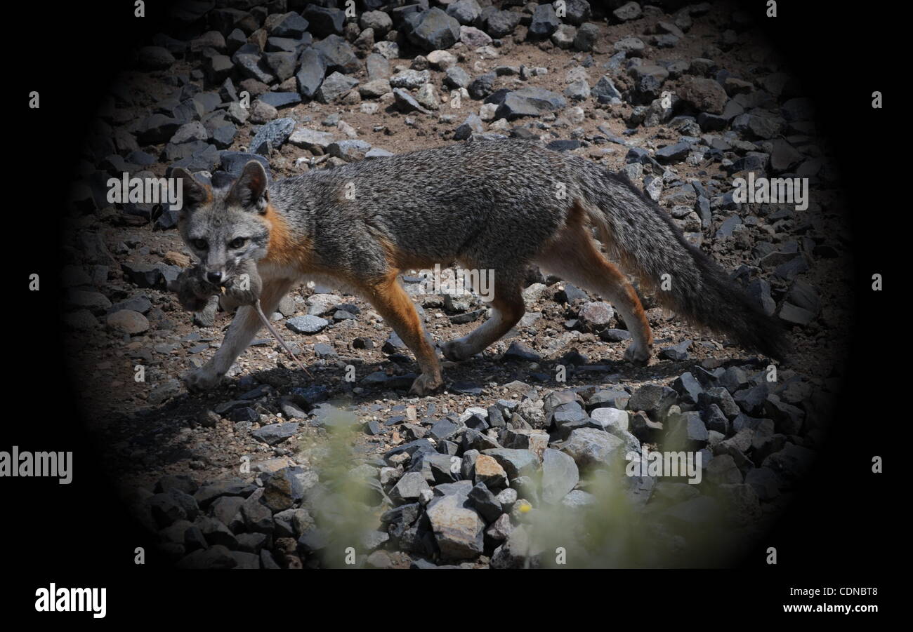 A fox catches a rat to eat along the train tracks near Gaviota State ...