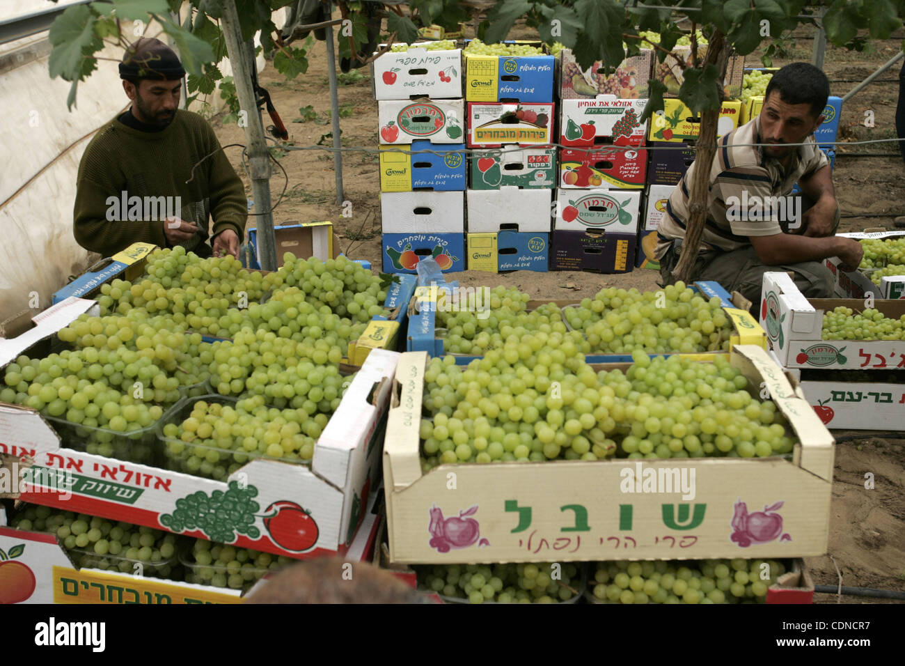 Palestinian farmers harvest grapes from a field cultivated in a former ...