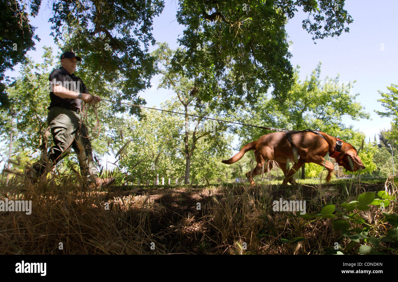 Bloodhound rescue dog hi-res stock photography and images - Alamy