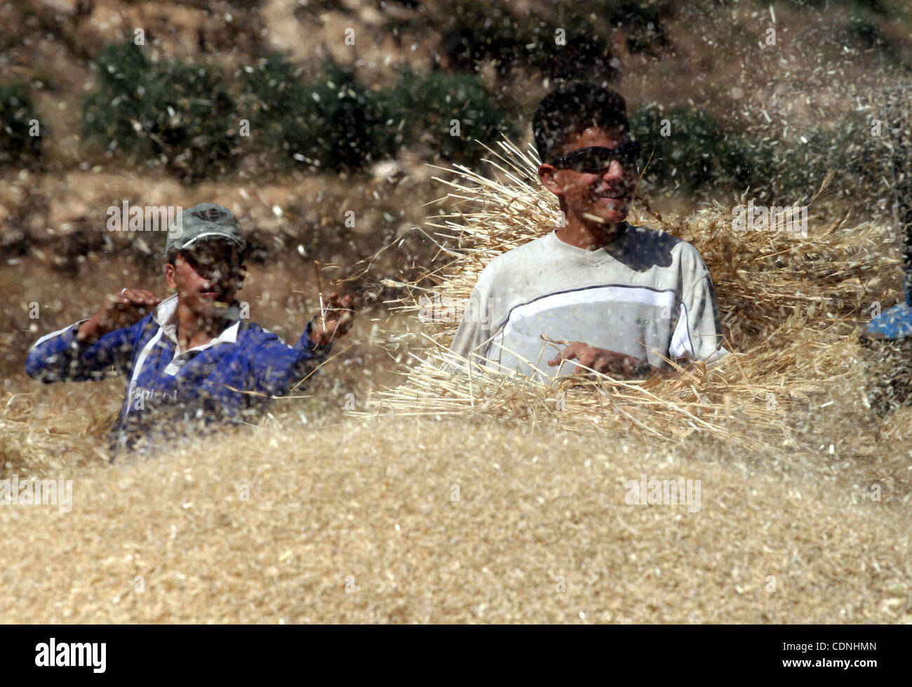 Palestinian farmers harvest wheat in the West Bank village of Abu Falah ...
