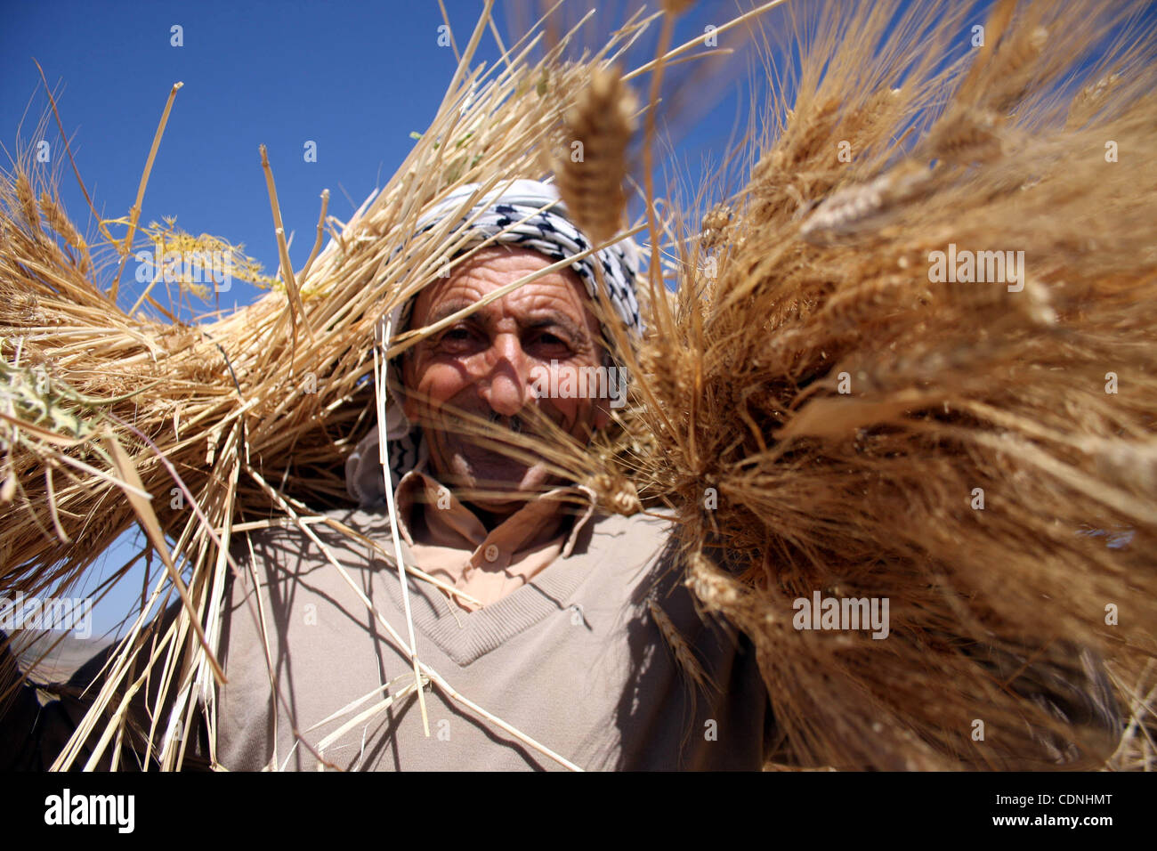 A Palestinian farmer harvests wheat in the West Bank village of Abu ...