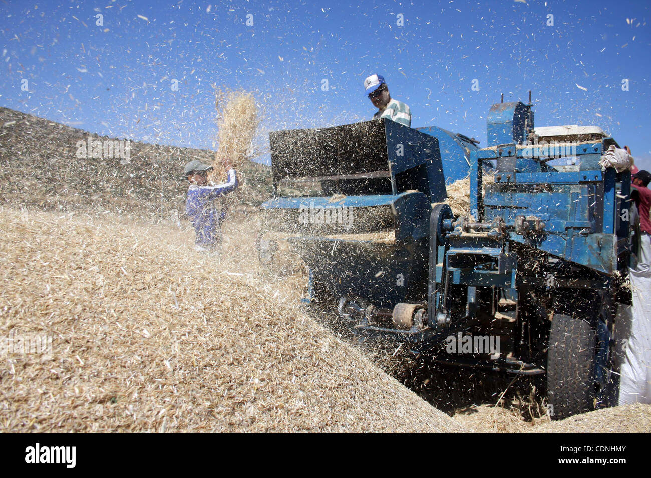 Palestinian farmers harvest wheat in the West Bank village of Abu Falah ...