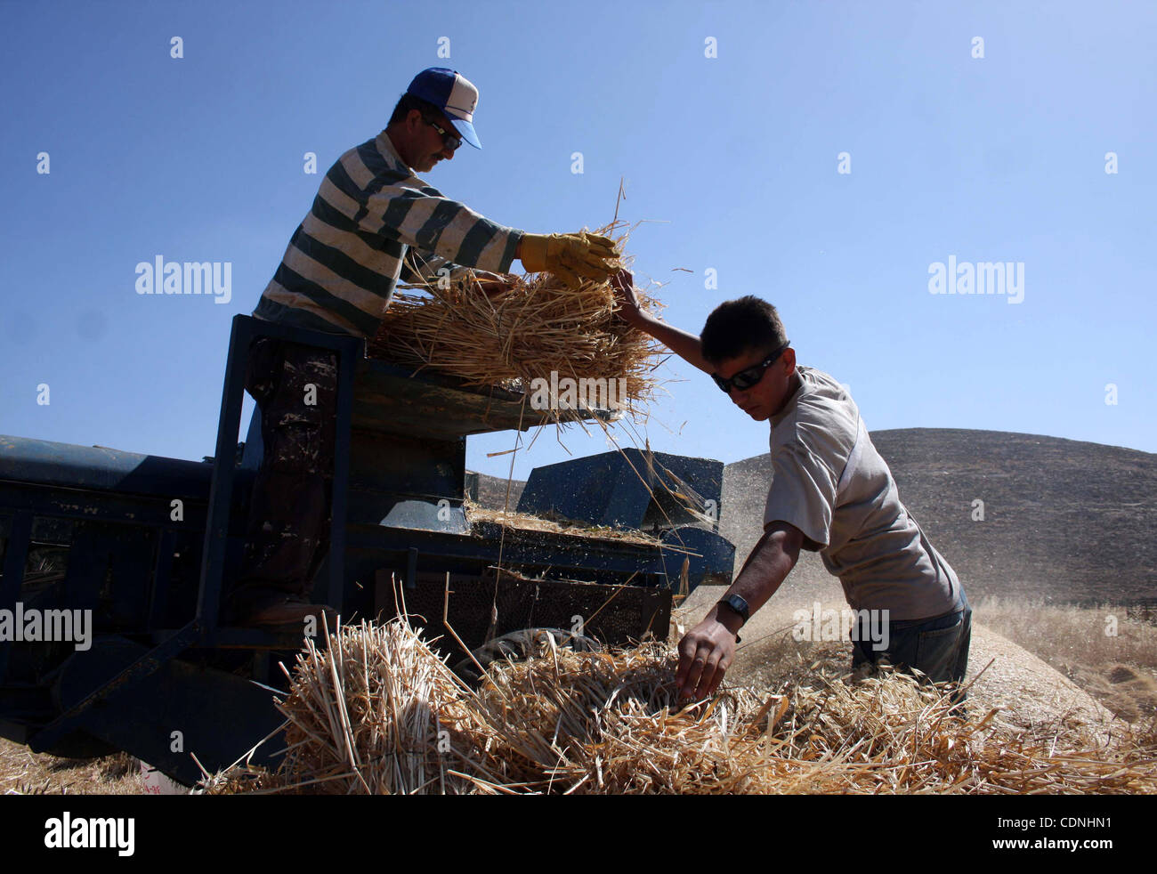 Palestinian farmers harvest wheat in the West Bank village of Abu Falah ...