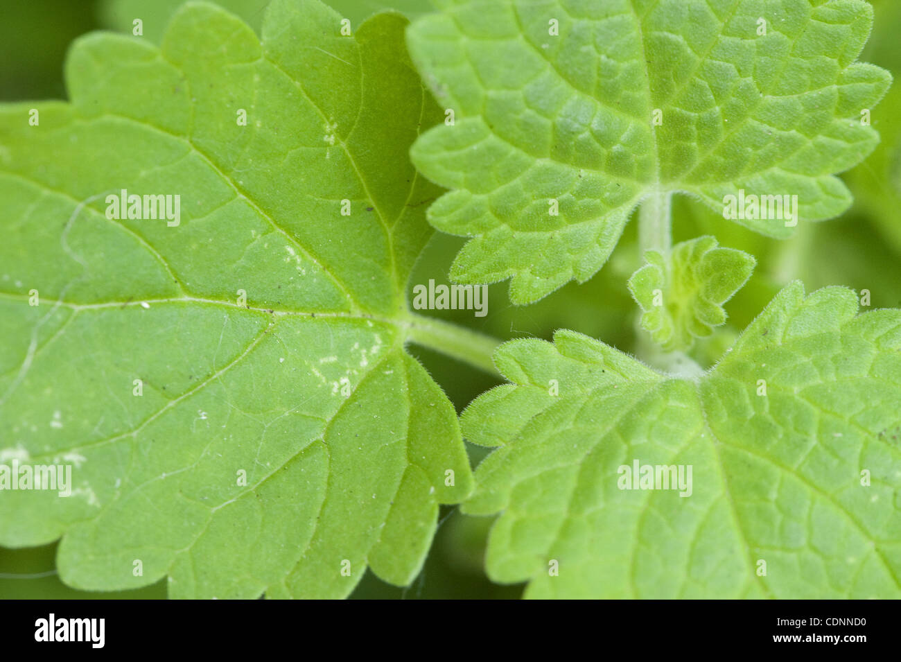 June 21, 2011 - Whitmore Lake, Michigan, U.S - A catnip plant grows in ...