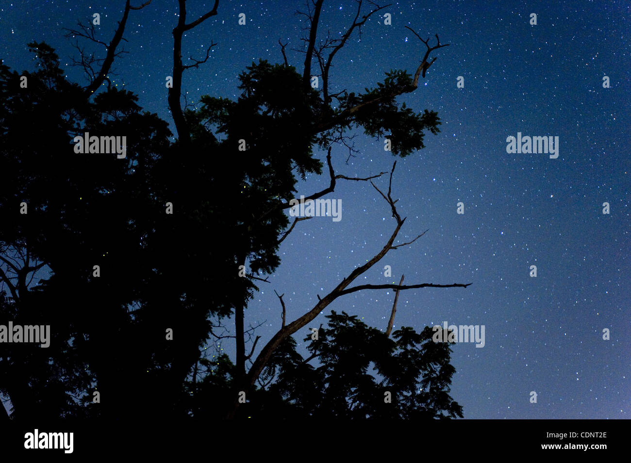 June 27, 2011 - Whitmore Lake, Michigan, U.S - Fireflies appear as tiny ...