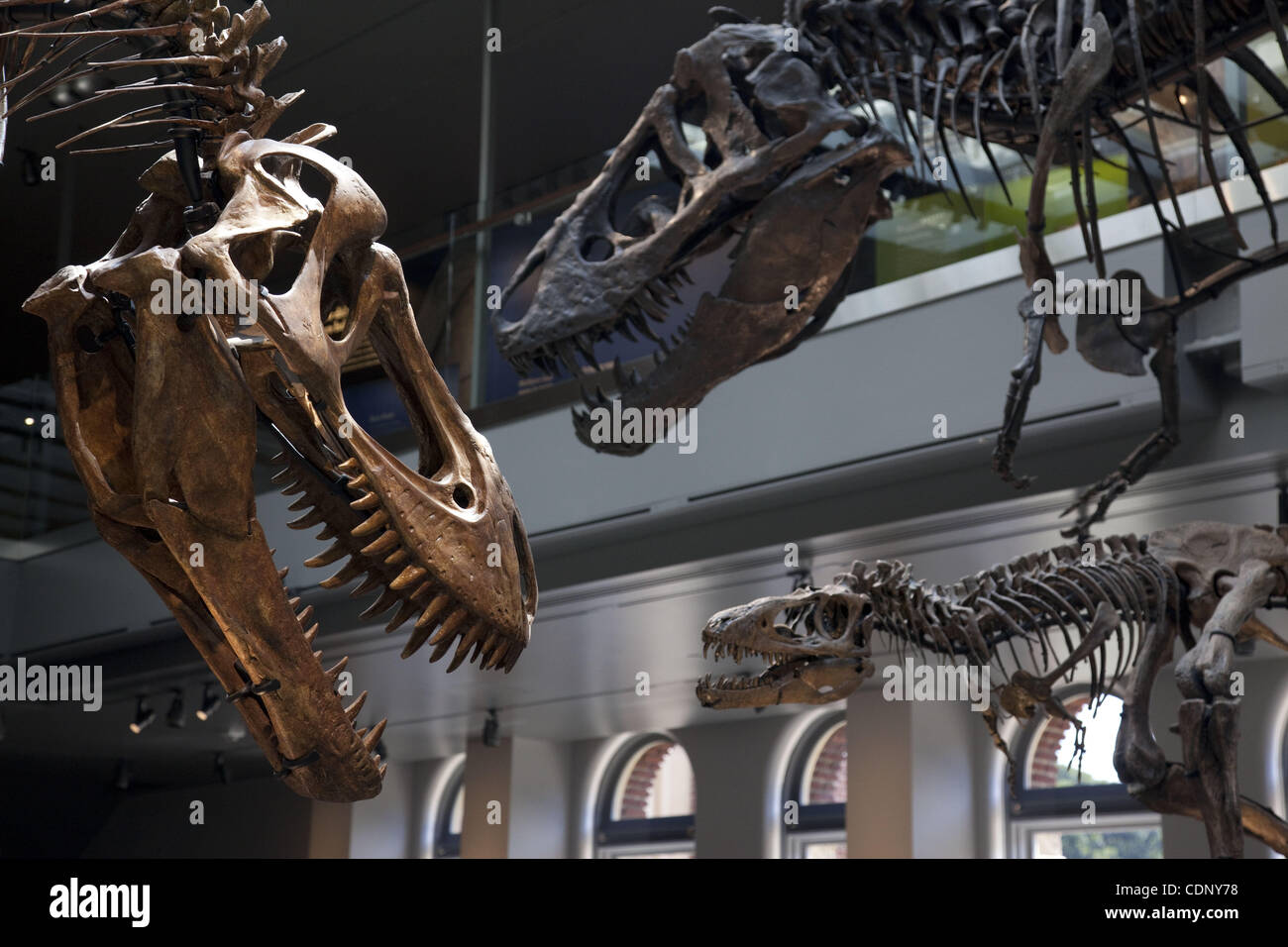 Baby t rex hi-res stock photography and images - Alamy