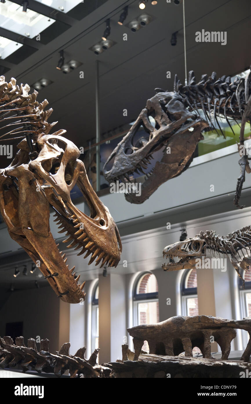 Baby t rex hi-res stock photography and images - Alamy