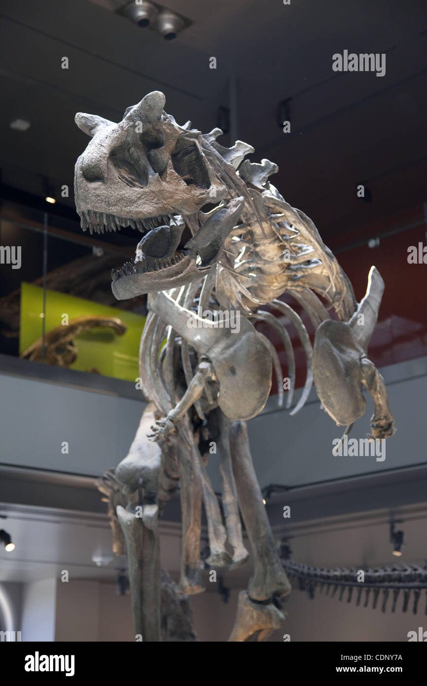 Carnotaurus hi-res stock photography and images - Alamy