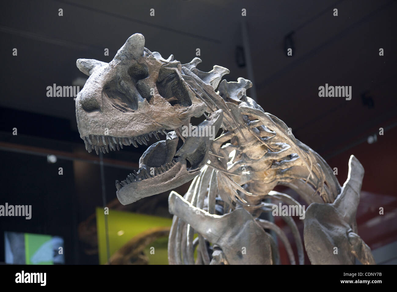 Carnotaurus skeleton High Resolution Stock Photography and Images - Alamy