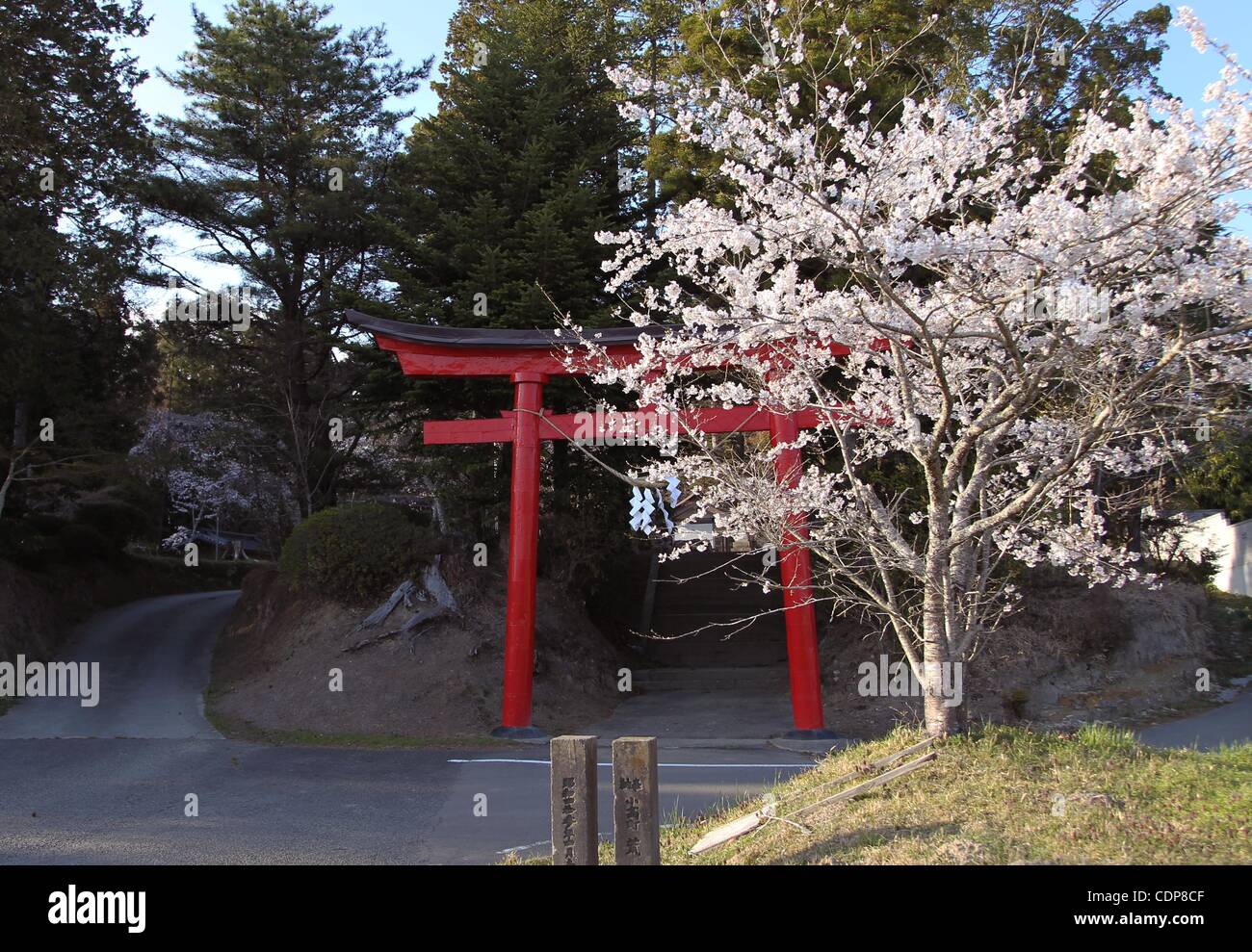 Apr. 16, 2011 - Minamisoma, Japan - Cherry blossoms are in full bloom ...