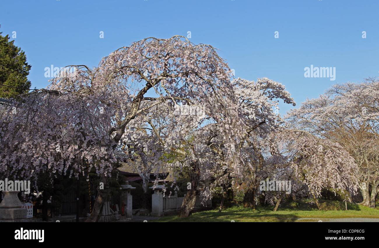 Apr. 16, 2011 - Minamisoma, Japan - Cherry blossoms are in full bloom ...