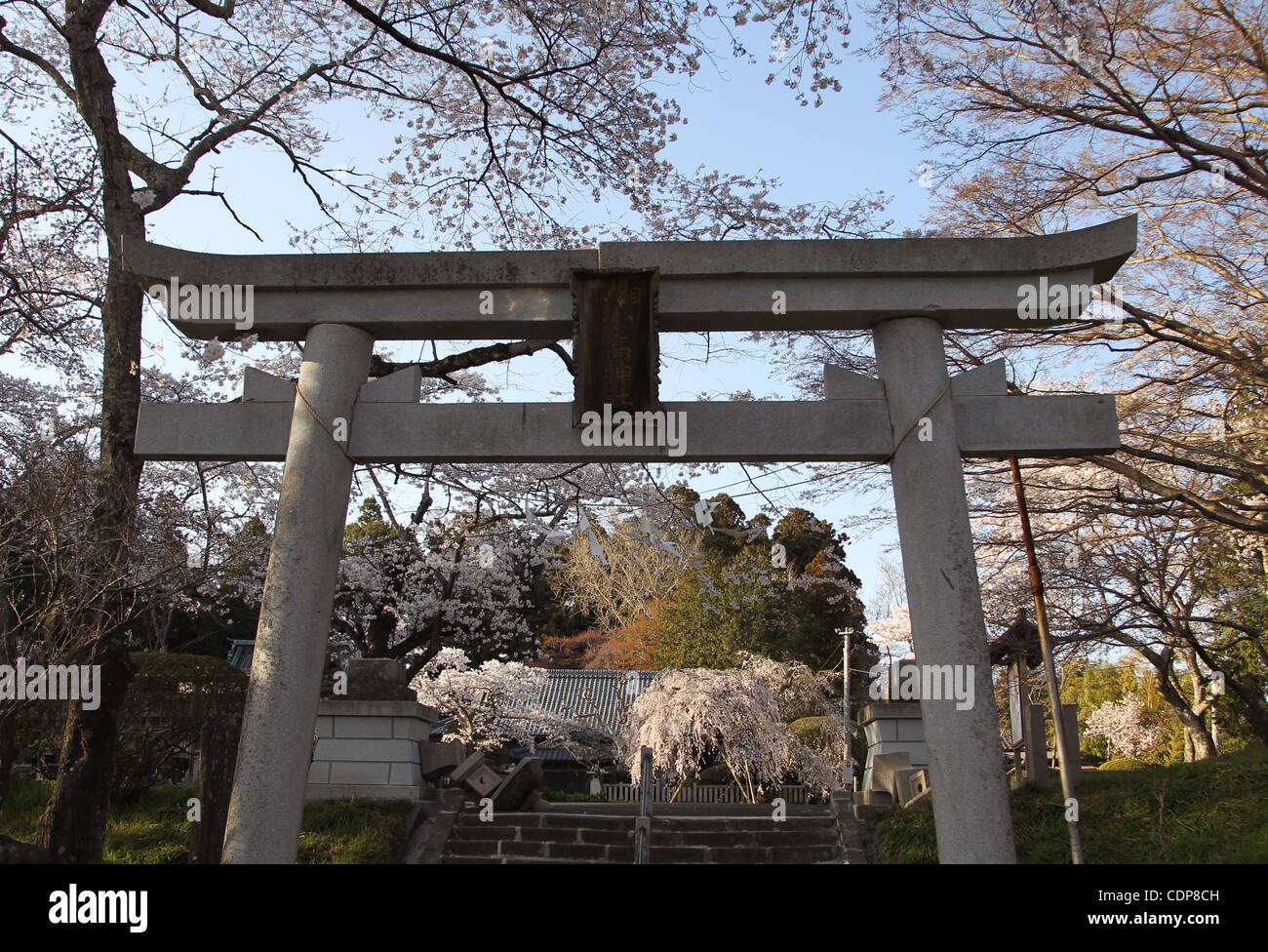 Apr. 16, 2011 - Minamisoma, Japan - Cherry blossoms are in full bloom ...