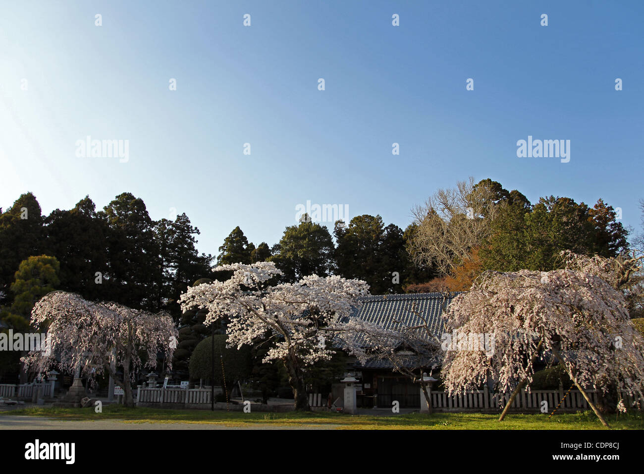 Apr. 16, 2011 - Minamisoma, Japan - Cherry blossoms are in full bloom ...