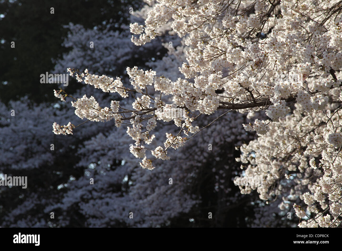 Apr. 16, 2011 - Minamisoma, Japan - Cherry blossoms are in full bloom ...