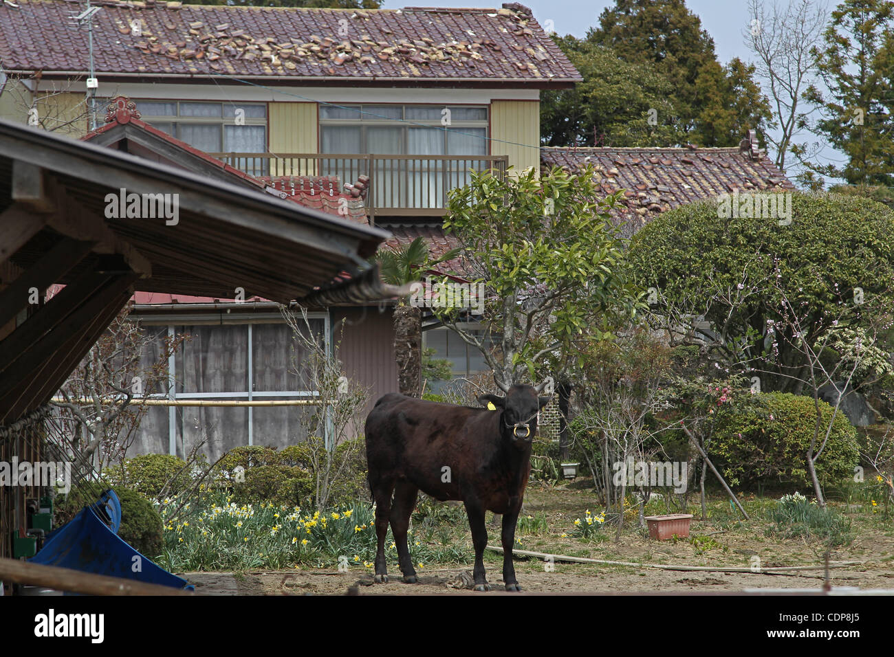 Apr. 18, 2011 - Namie, Japan - A Cow is senn in where the Fukushima ...