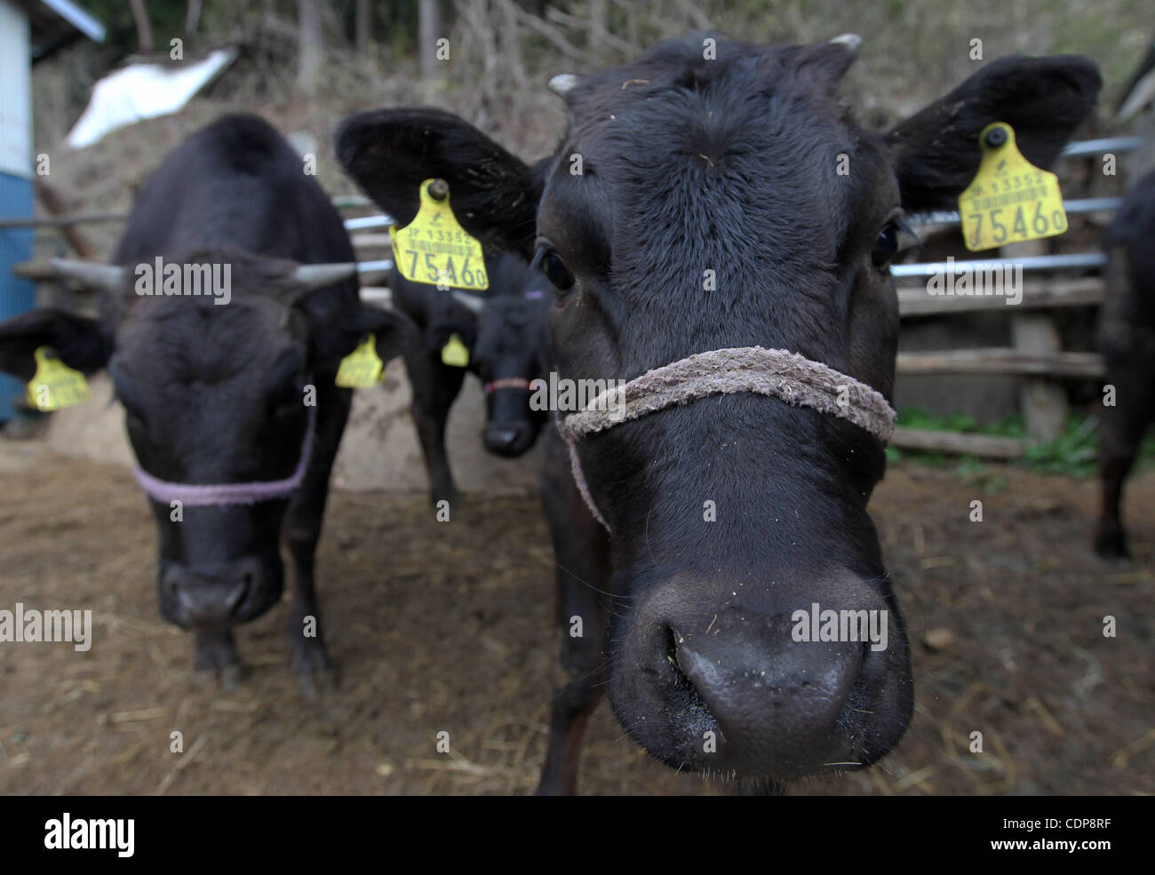 April 28, 2011 - Kawauchimura, Japan - 20 cows in Kawauchimura ...