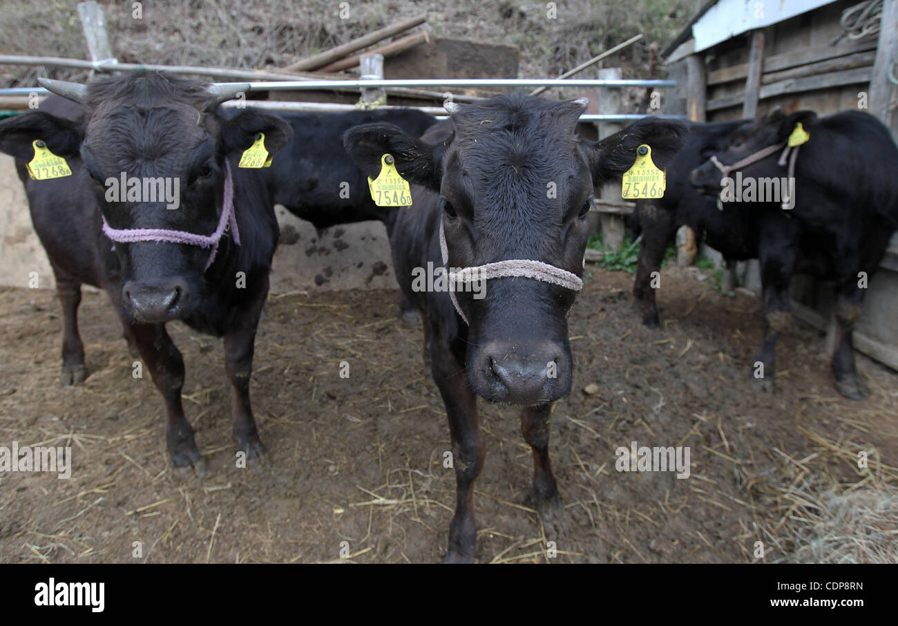 April 28, 2011 - Kawauchimura, Japan - 20 cows in Kawauchimura ...