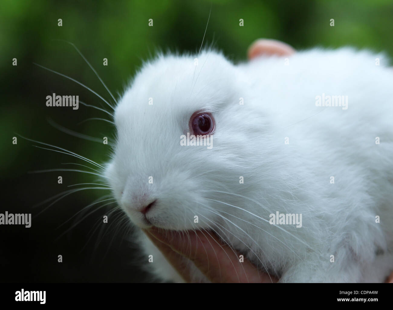 June 4, 2011 - Fukushima, Japan - A new-born rabbit without ears is ...