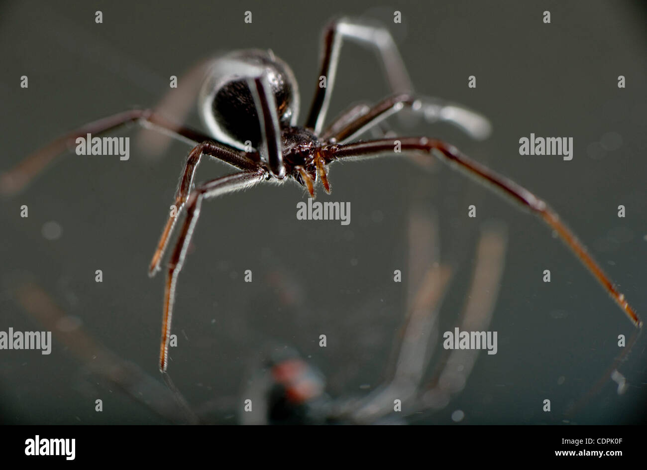 Apr. 18, 2011 - Roseburg, Oregon, U.S - With the telltale red hourglass ...