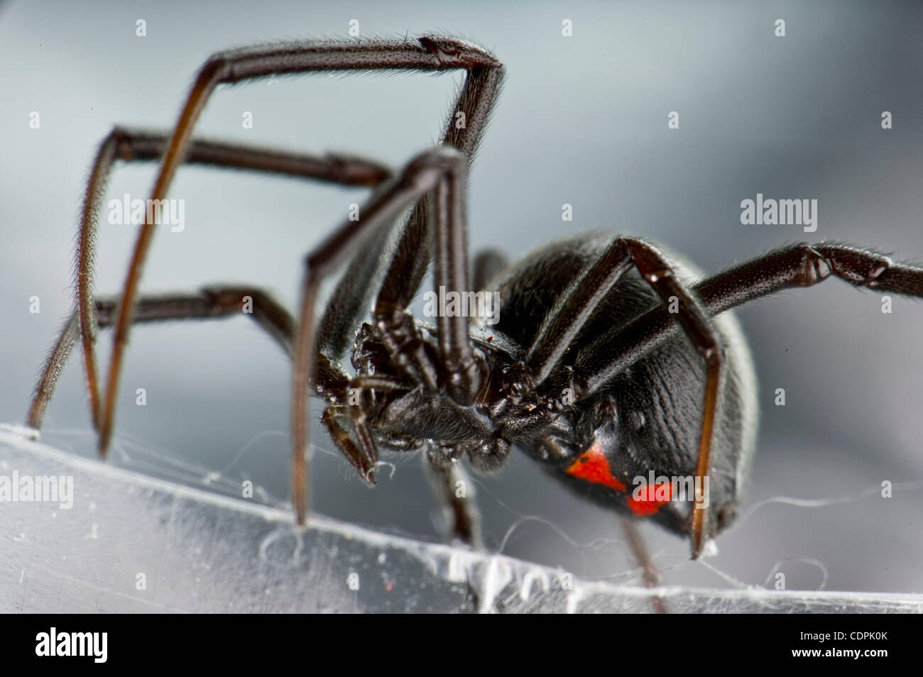 Spider venom bottle hi-res stock photography and images - Alamy