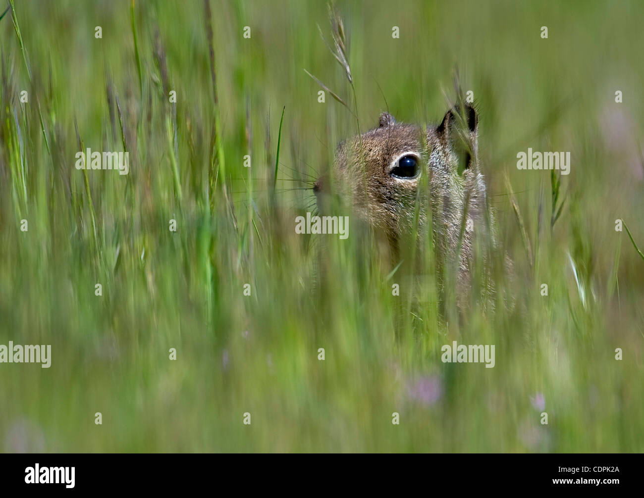 Oregon gray squirrel hi-res stock photography and images - Alamy