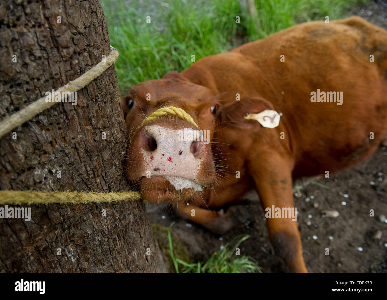 Roped cow hi-res stock photography and images - Alamy