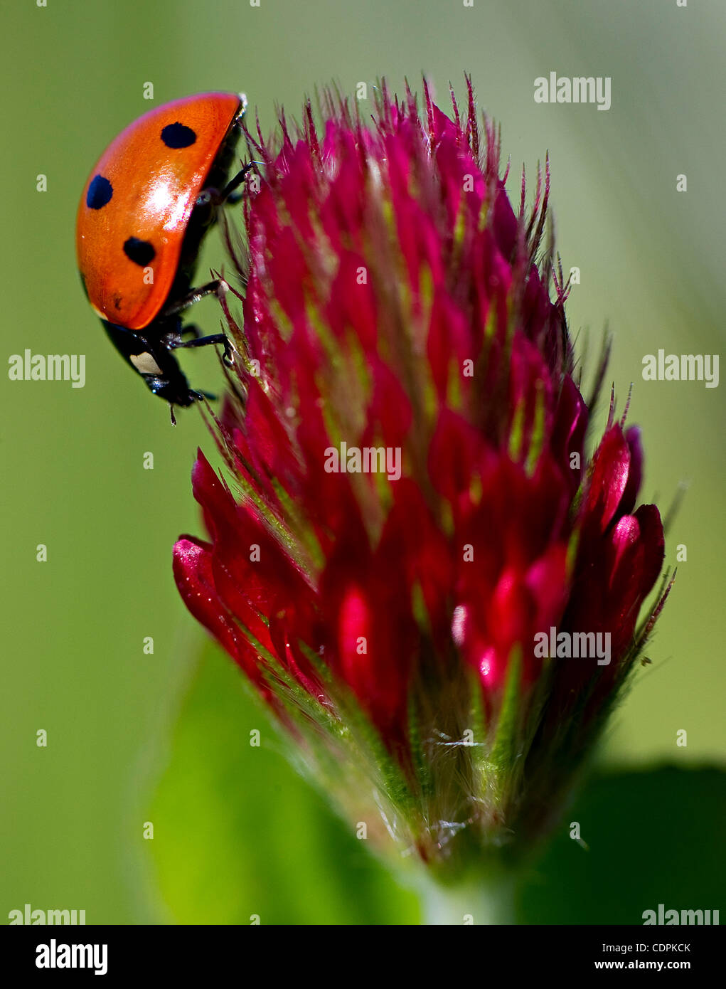 U s s may flower hi-res stock photography and images - Alamy