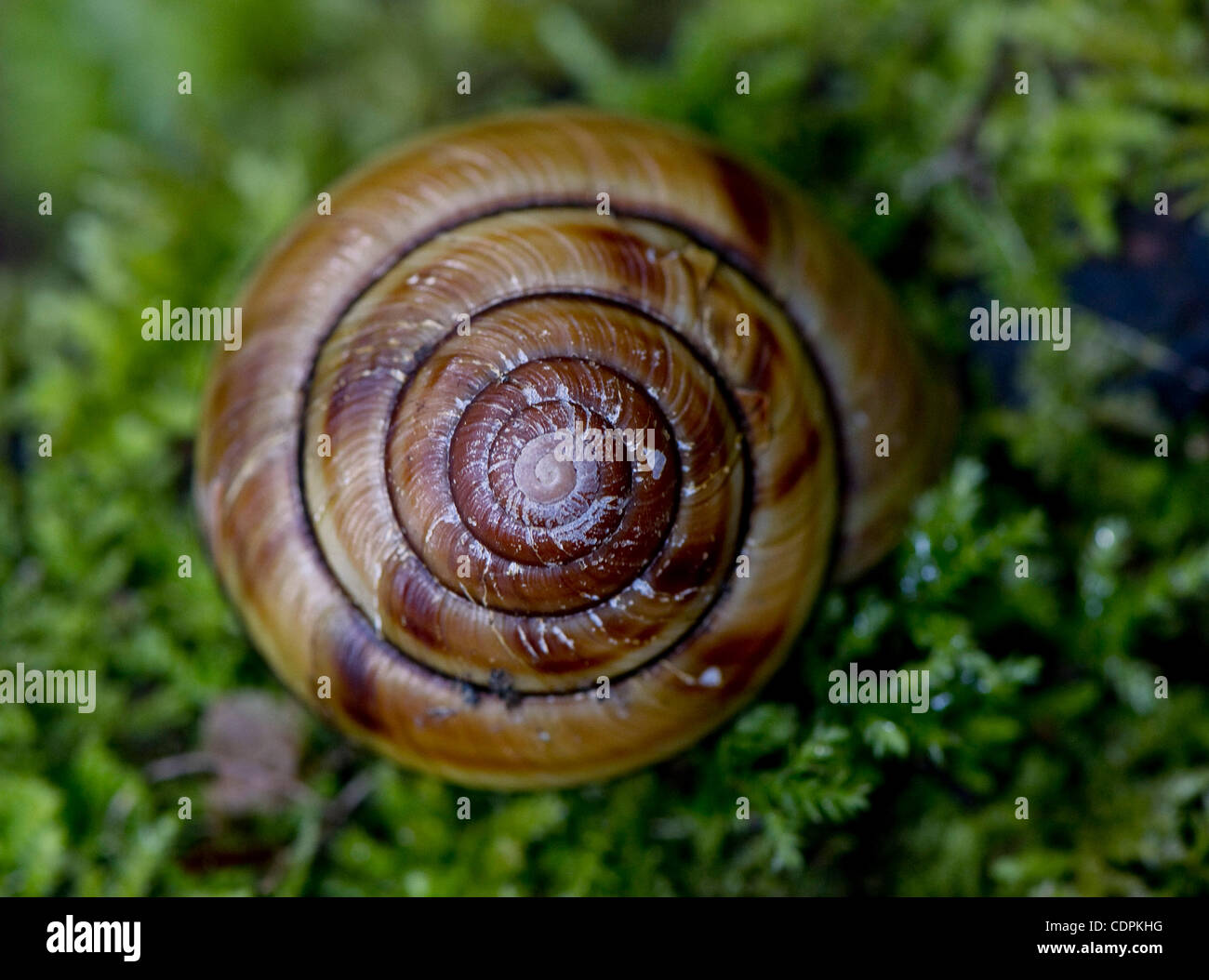 May 9, 2011 - Glide, Oregon, U.S - A large Pacific sideband snail shell ...