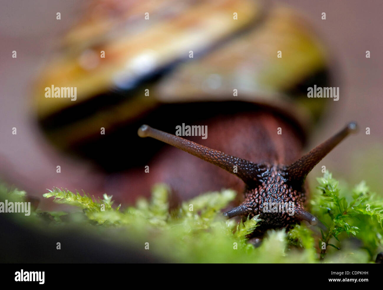 May 9, 2011 - Glide, Oregon, U.S - A large Pacific sideband snail ...