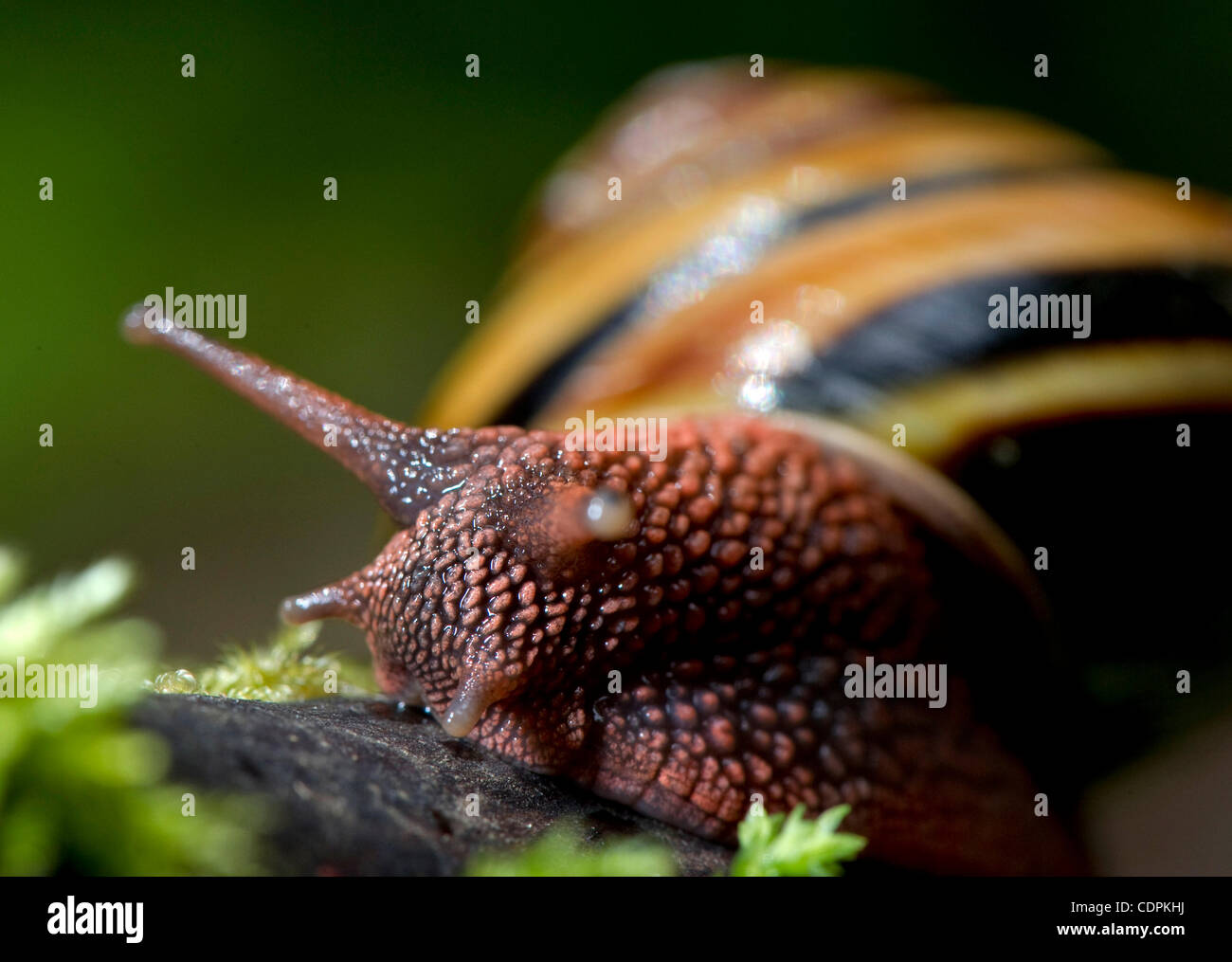 May 9, 2011 - Glide, Oregon, U.S - A large Pacific sideband snail ...