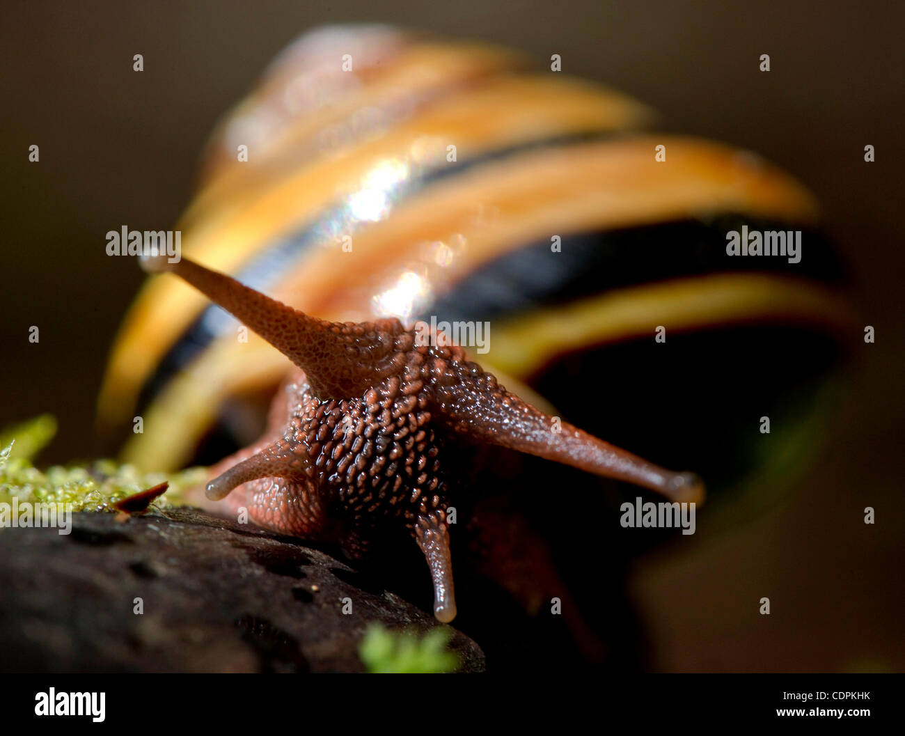 May 9, 2011 - Glide, Oregon, U.S - A large Pacific sideband snail ...