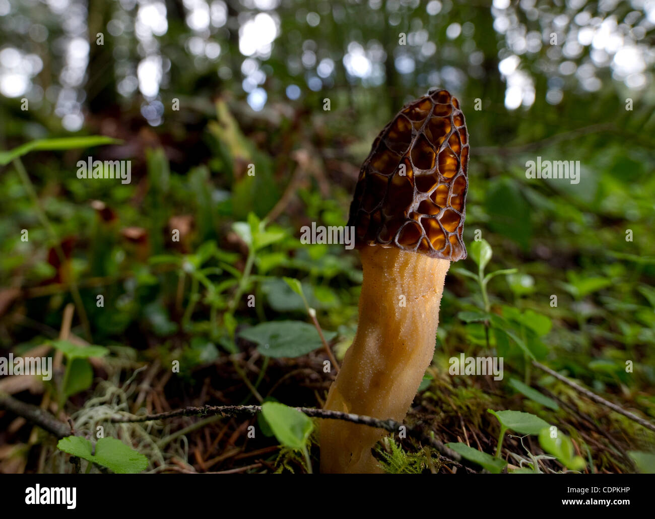 Most prized edible mushrooms hi-res stock photography and images - Alamy