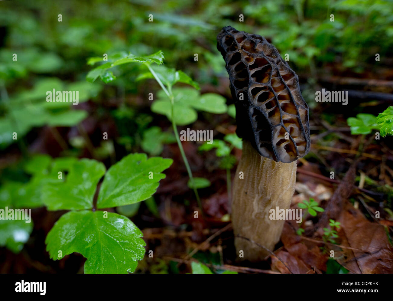 May 9, 2011 - Glide, Oregon, U.S - A wild morel mushroom grows in the ...