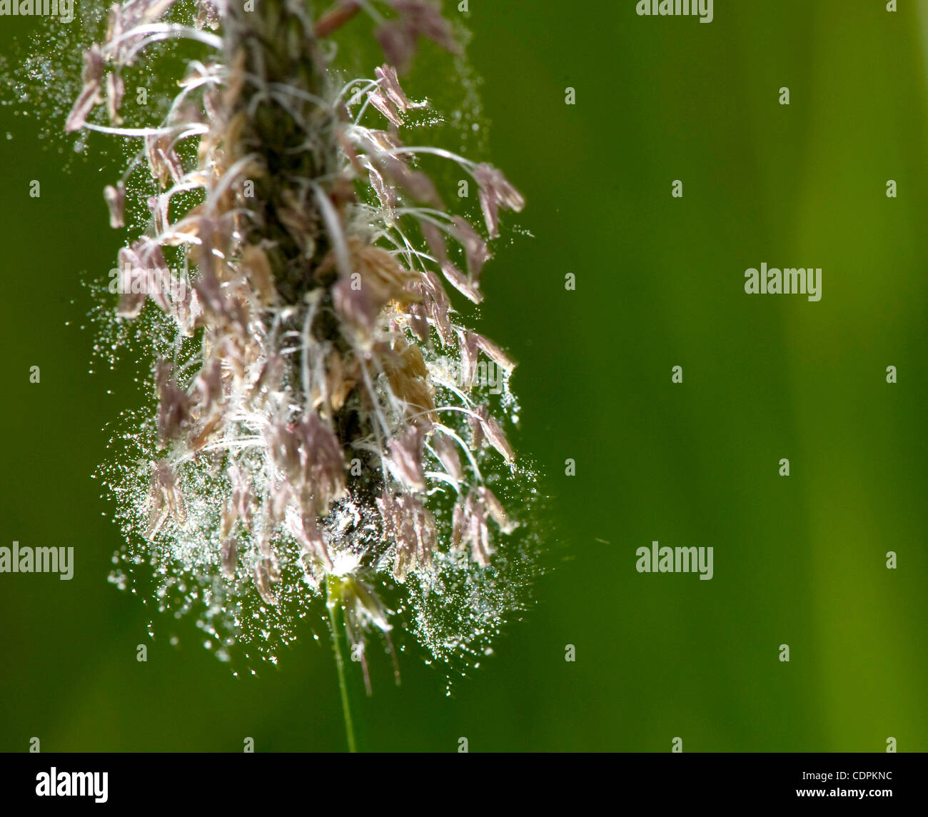 May 14, 2011 - Roseburg, Oregon, U.S - Grass pollen wafts from grass ...