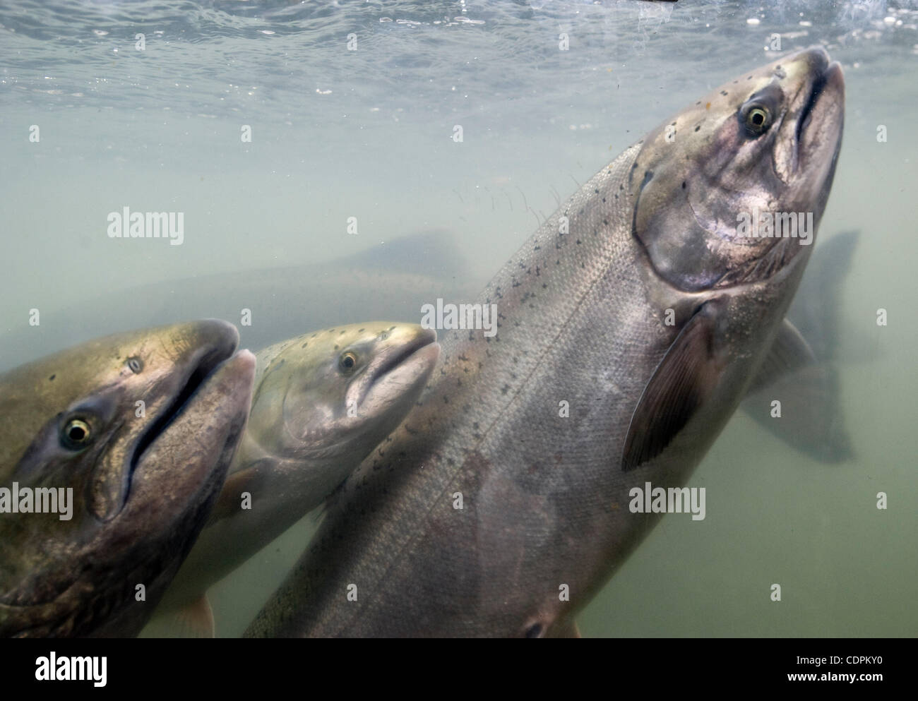 May 18, 2011 - Roseburg, Oregon, U.S - Large spring Chinook salmon are ...