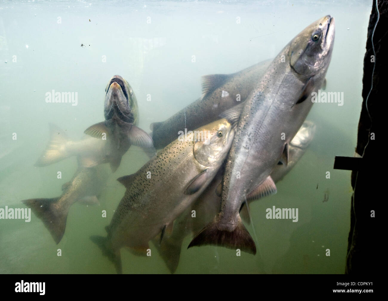 May 18, 2011 - Roseburg, Oregon, U.S - Large spring Chinook salmon are ...