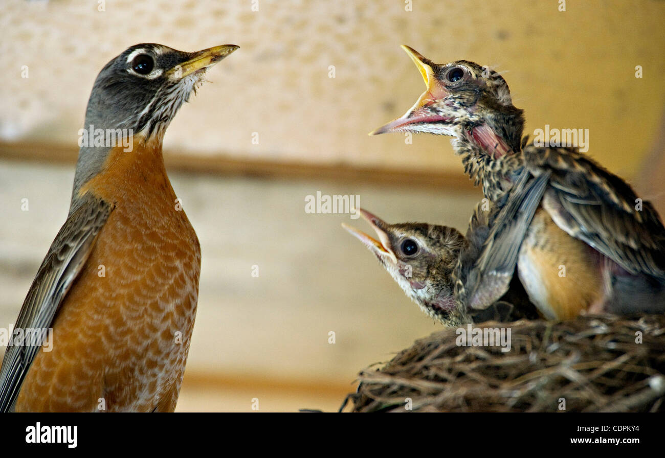 May 20, 2011 - Roseburg, Oregon, U.S - An American robin feeds her ...