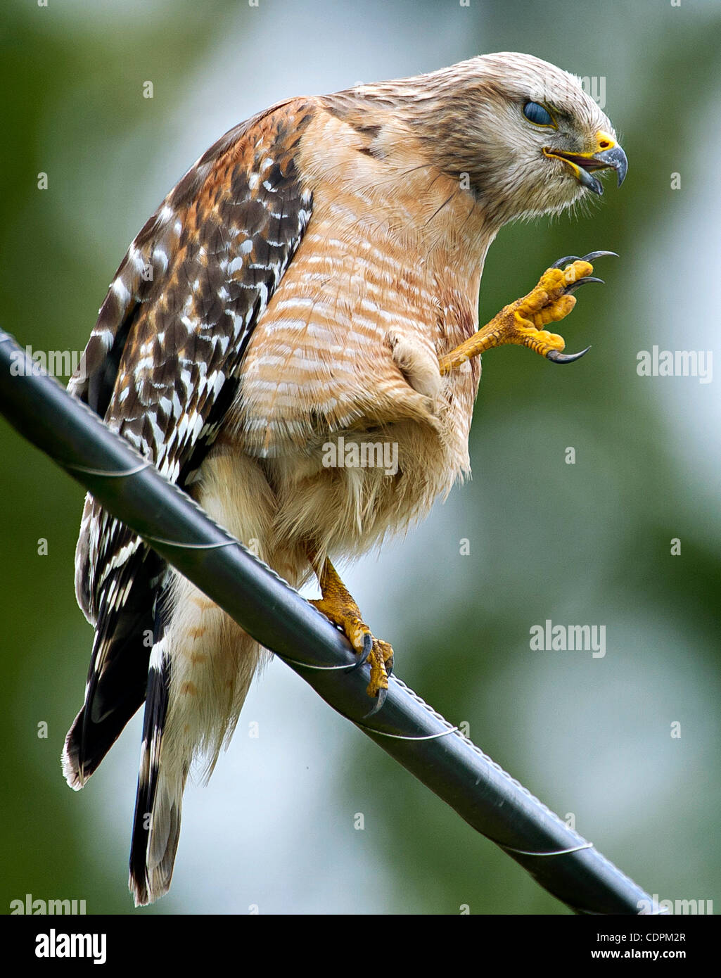 Red Shouldered Hawk Perched