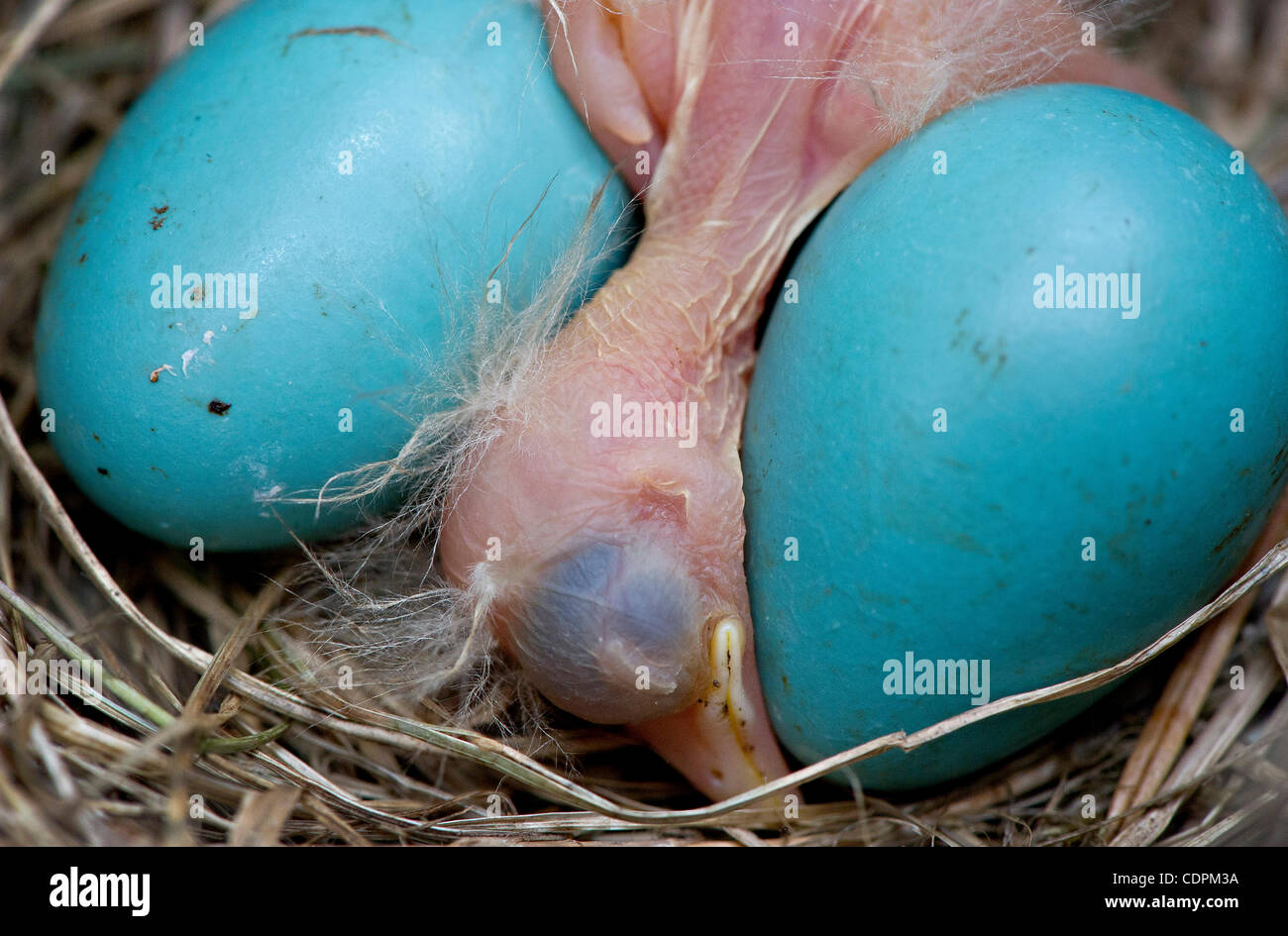 June 2, 2011 - Roseburg, Oregon, U.S - A newly hatched American robin ...