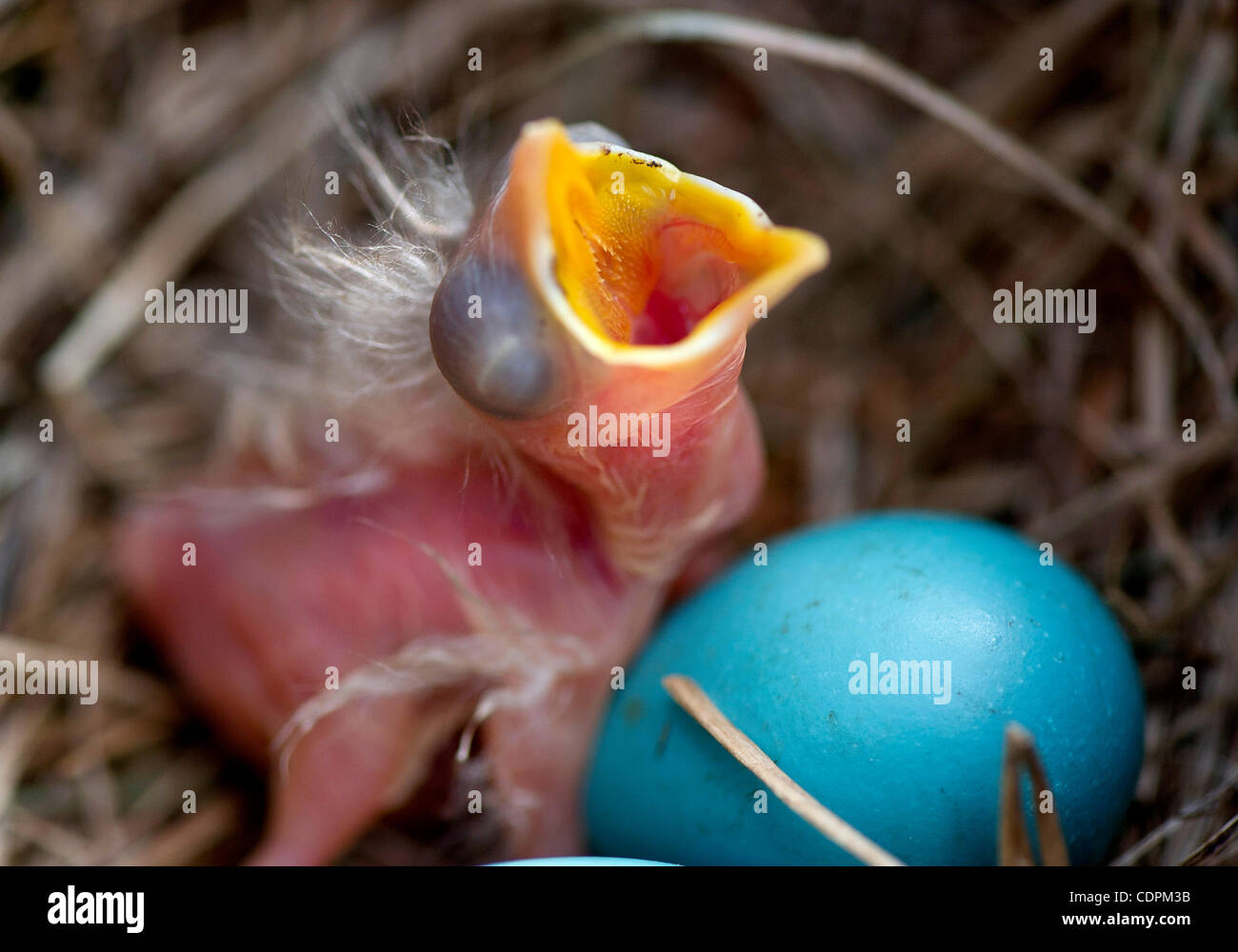 June 2, 2011 - Roseburg, Oregon, U.S - A newly hatched American robin ...