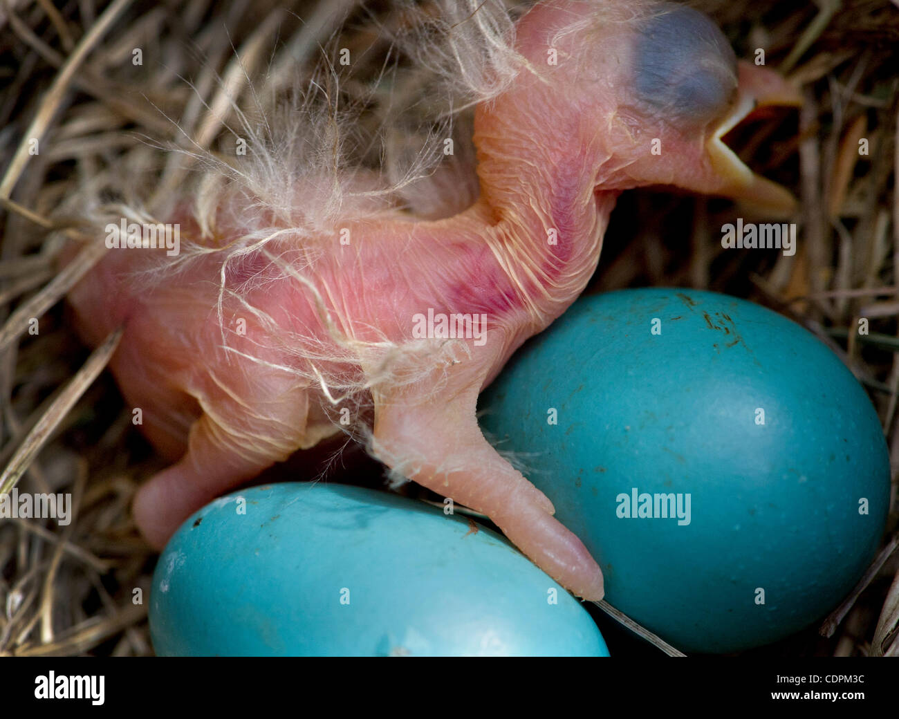 June 2, 2011 - Roseburg, Oregon, U.S - A newly hatched American robin ...