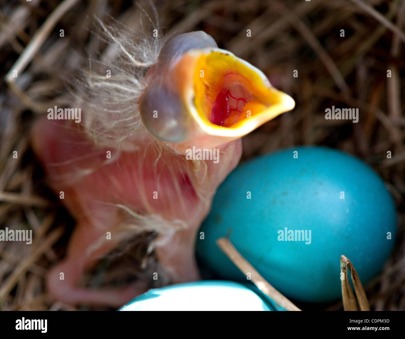 June 2, 2011 - Roseburg, Oregon, U.S - A newly hatched American robin ...